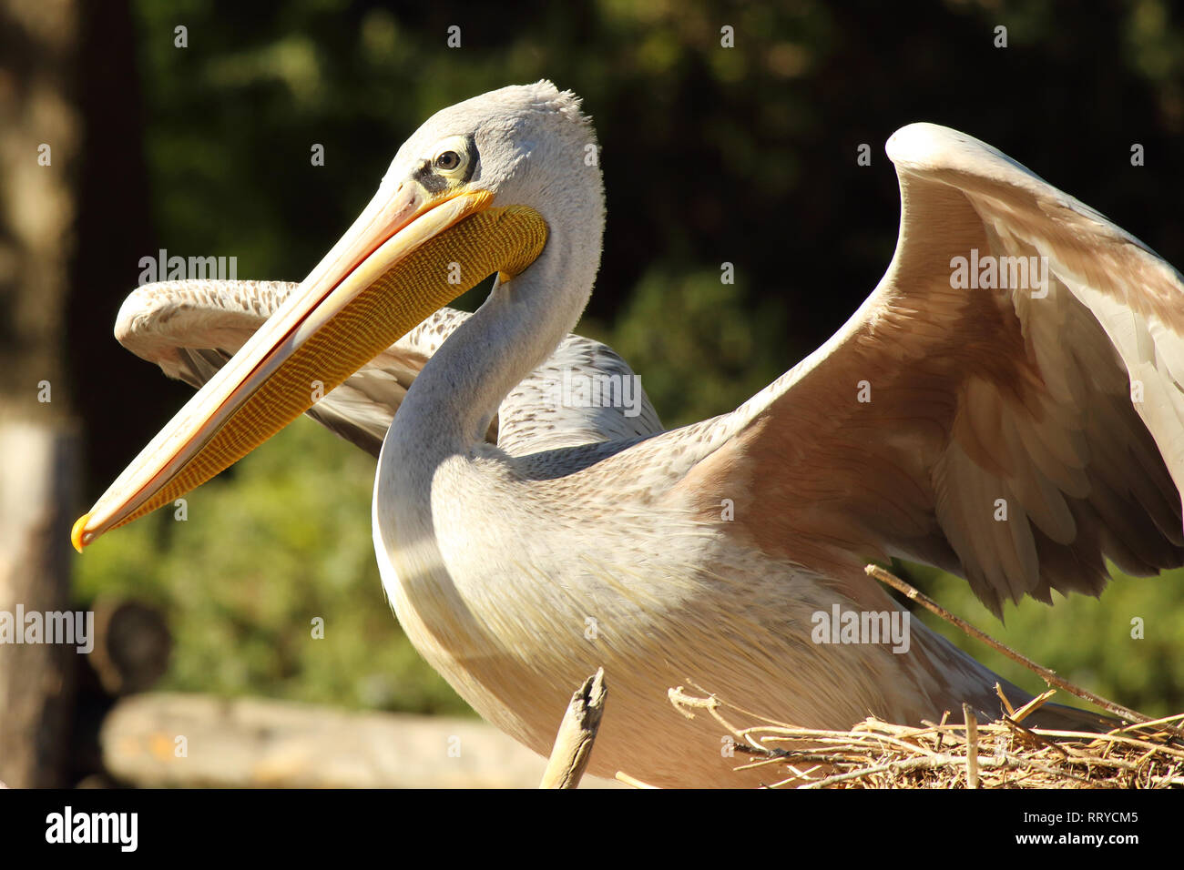 A Pelican stretching its wings Stock Photo - Alamy