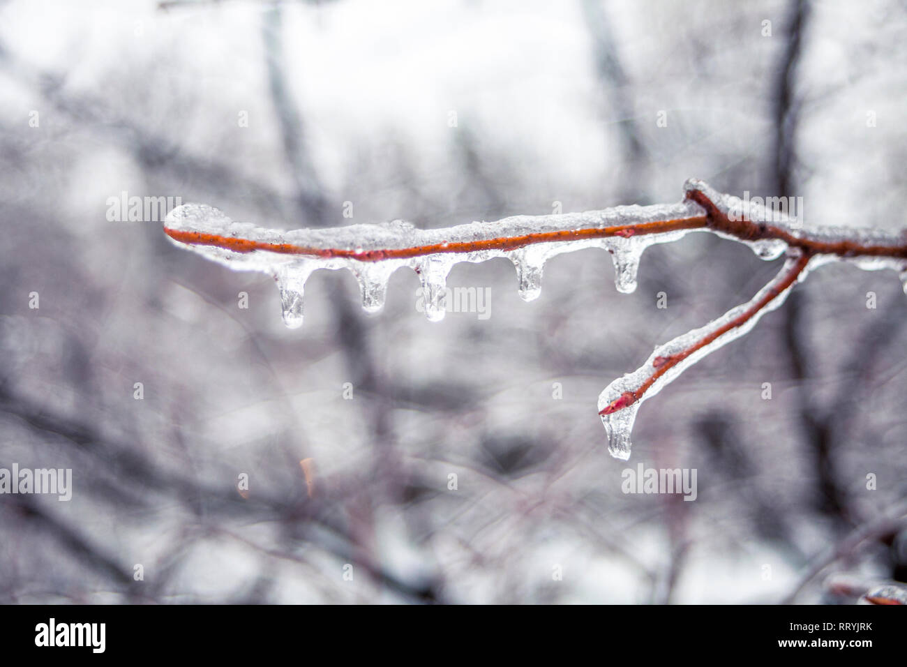 Branches covered after an ice storm Stock Photo - Alamy