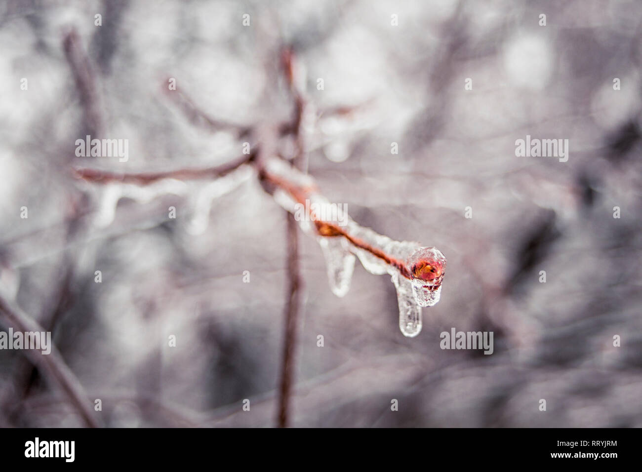 Branches covered after an ice storm Stock Photo - Alamy