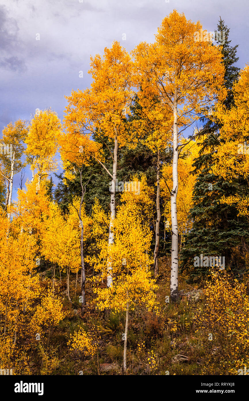 Colorado trees in autumn Stock Photo - Alamy