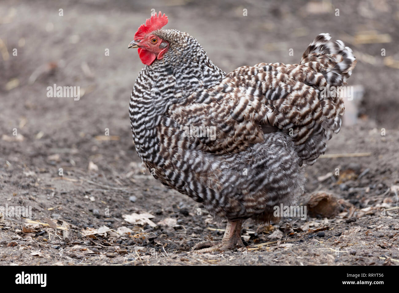 Broiler hen hi-res stock photography and images - Alamy