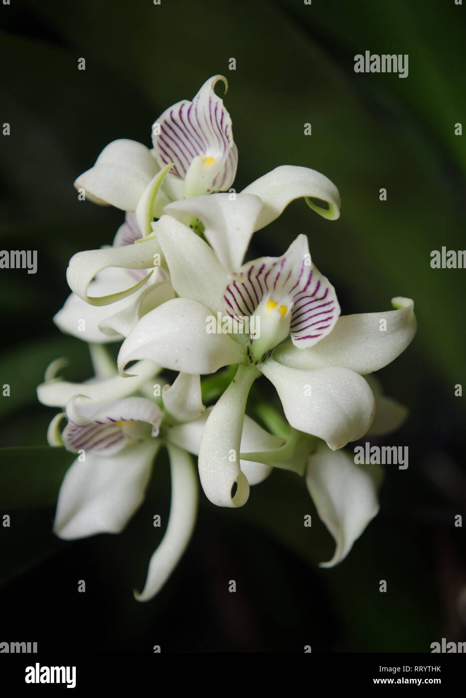 Orquídea epífita hi-res stock photography and images - Alamy