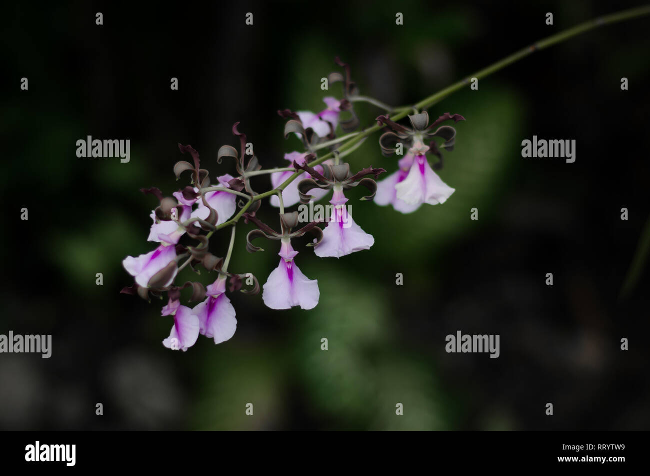 Tropical orchid known as Encyclia cordigera Stock Photo - Alamy