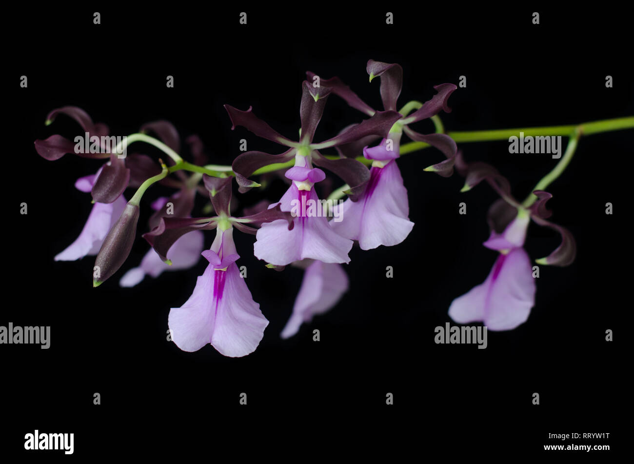 Tropical orchid known as Encyclia cordigera Stock Photo - Alamy