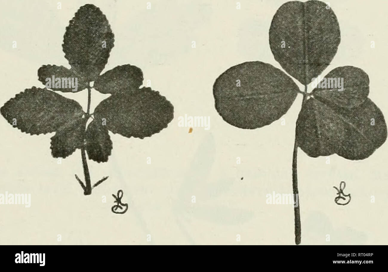 Nanismus hi-res stock photography and images - Alamy