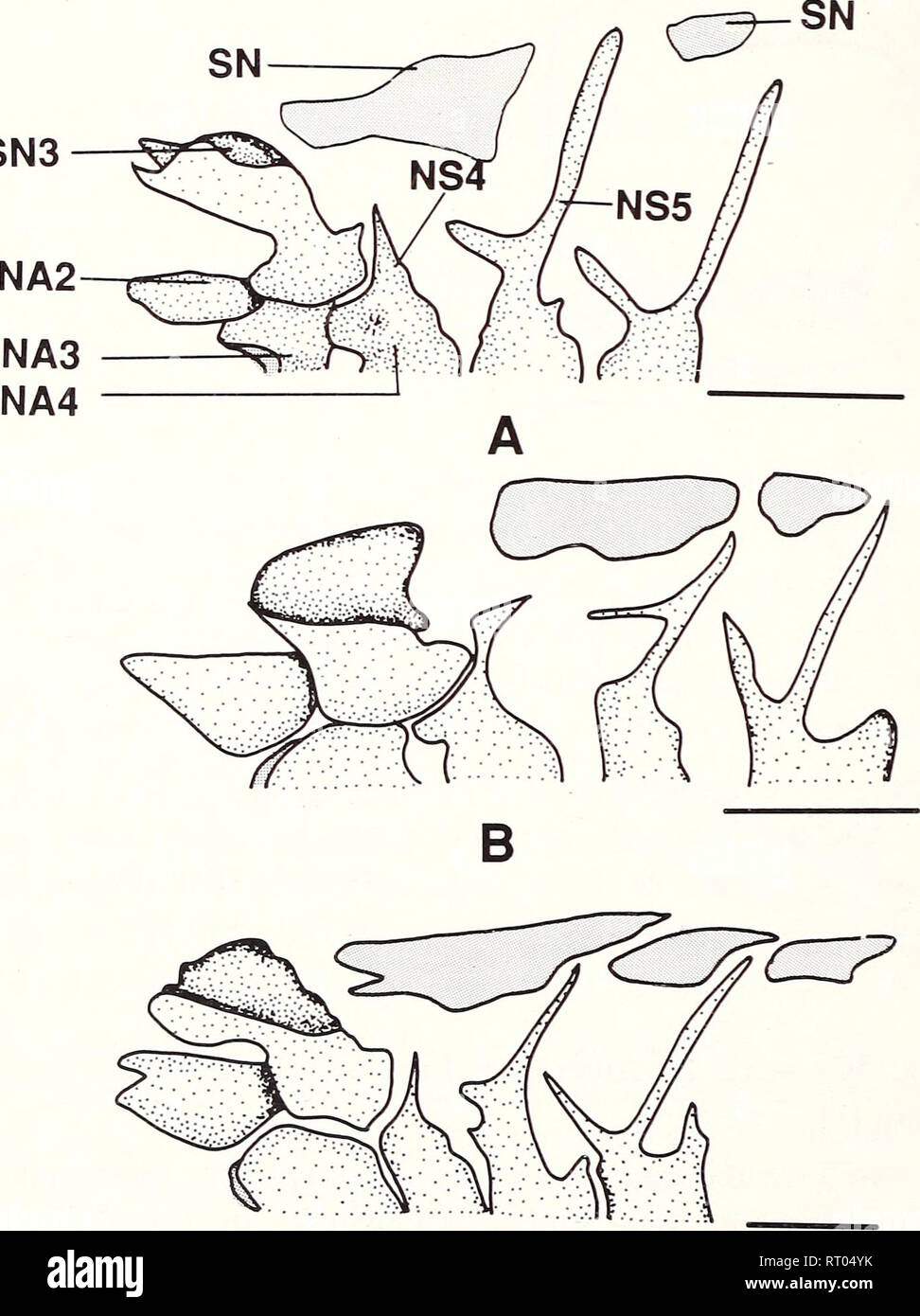 . Bonner zoologische Monographien. Zoology. / ABC Fig. 15: Opercle in ...