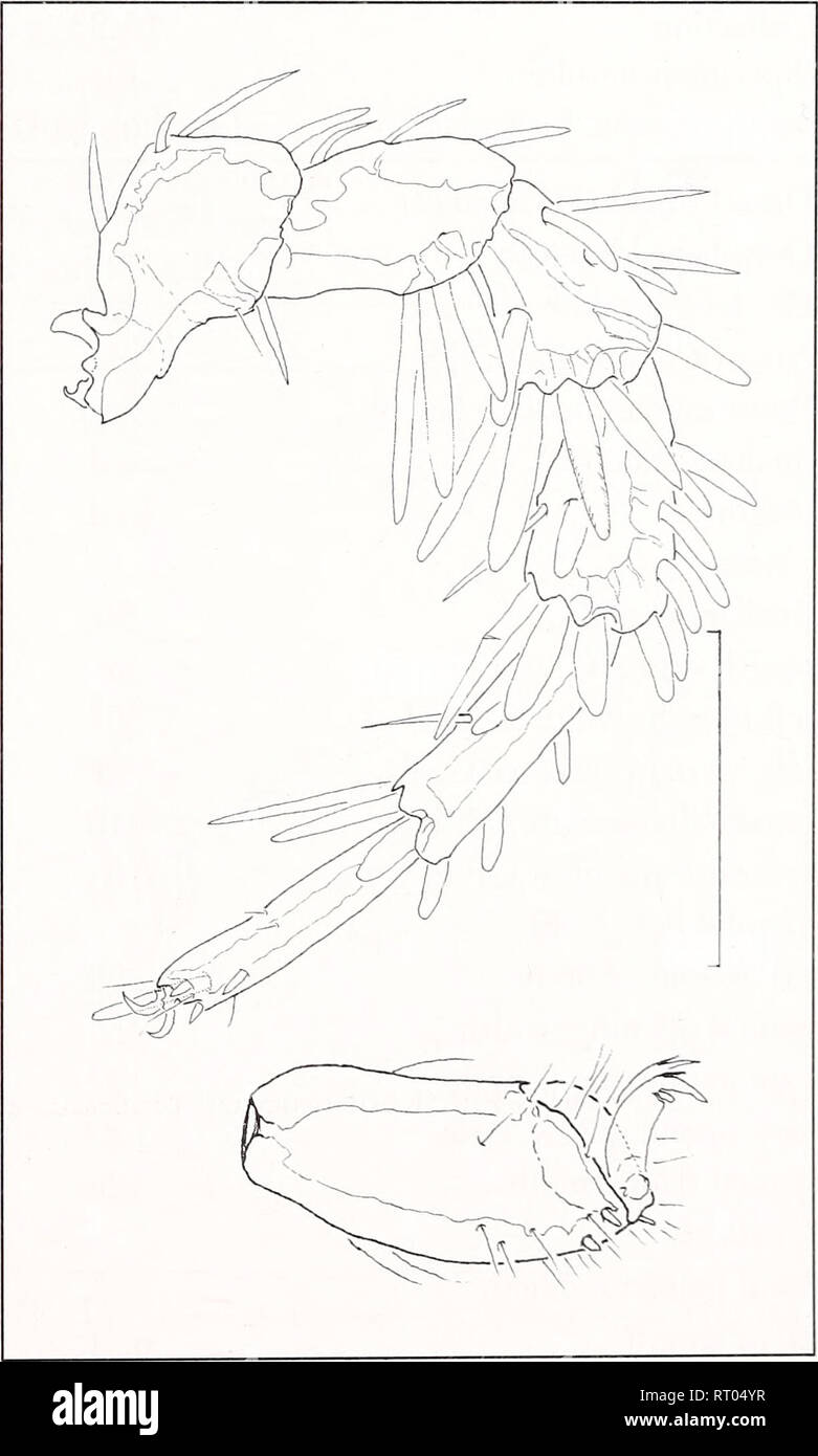 Blade like claws hi-res stock photography and images - Alamy