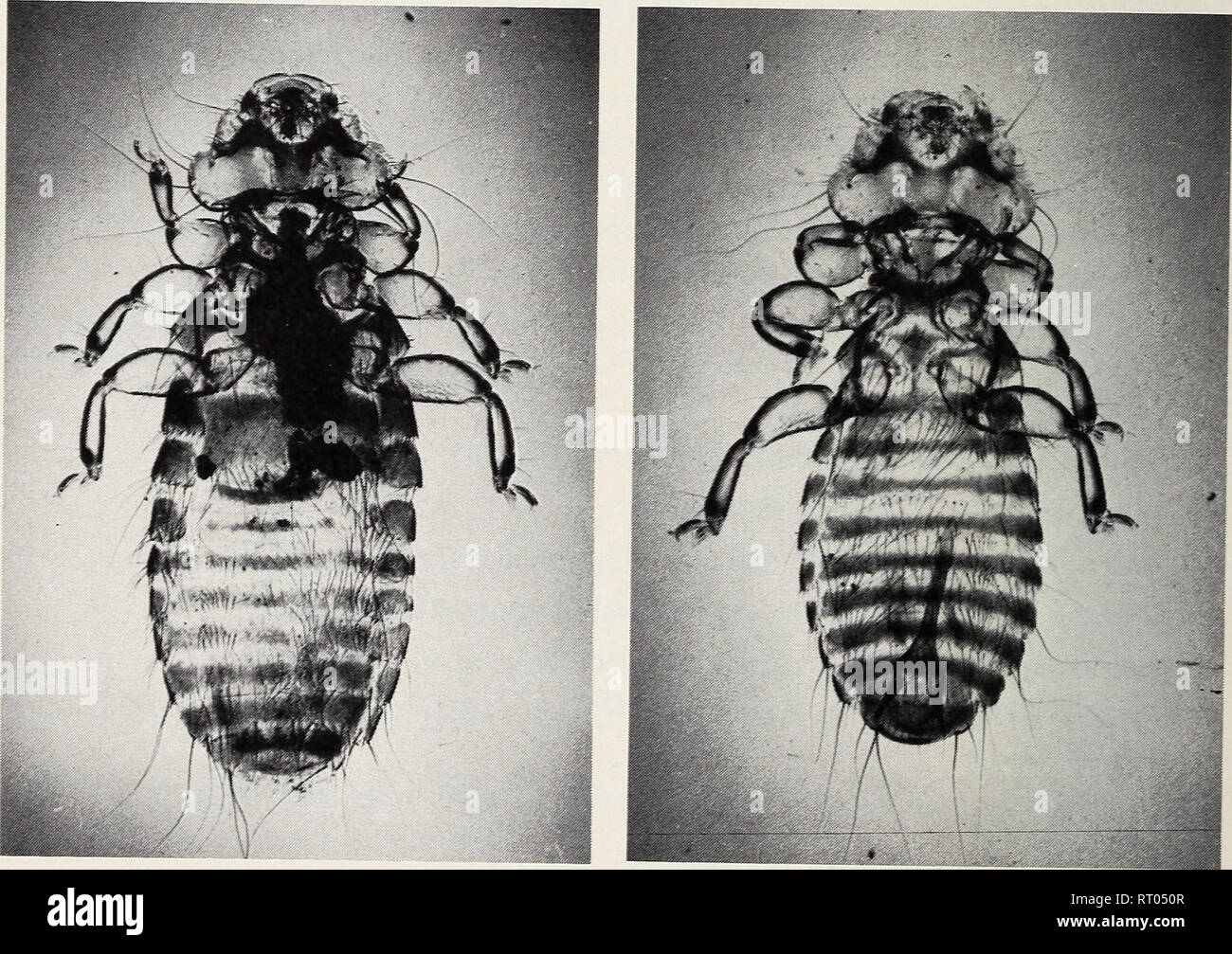 Spermologus hi-res stock photography and images - Alamy