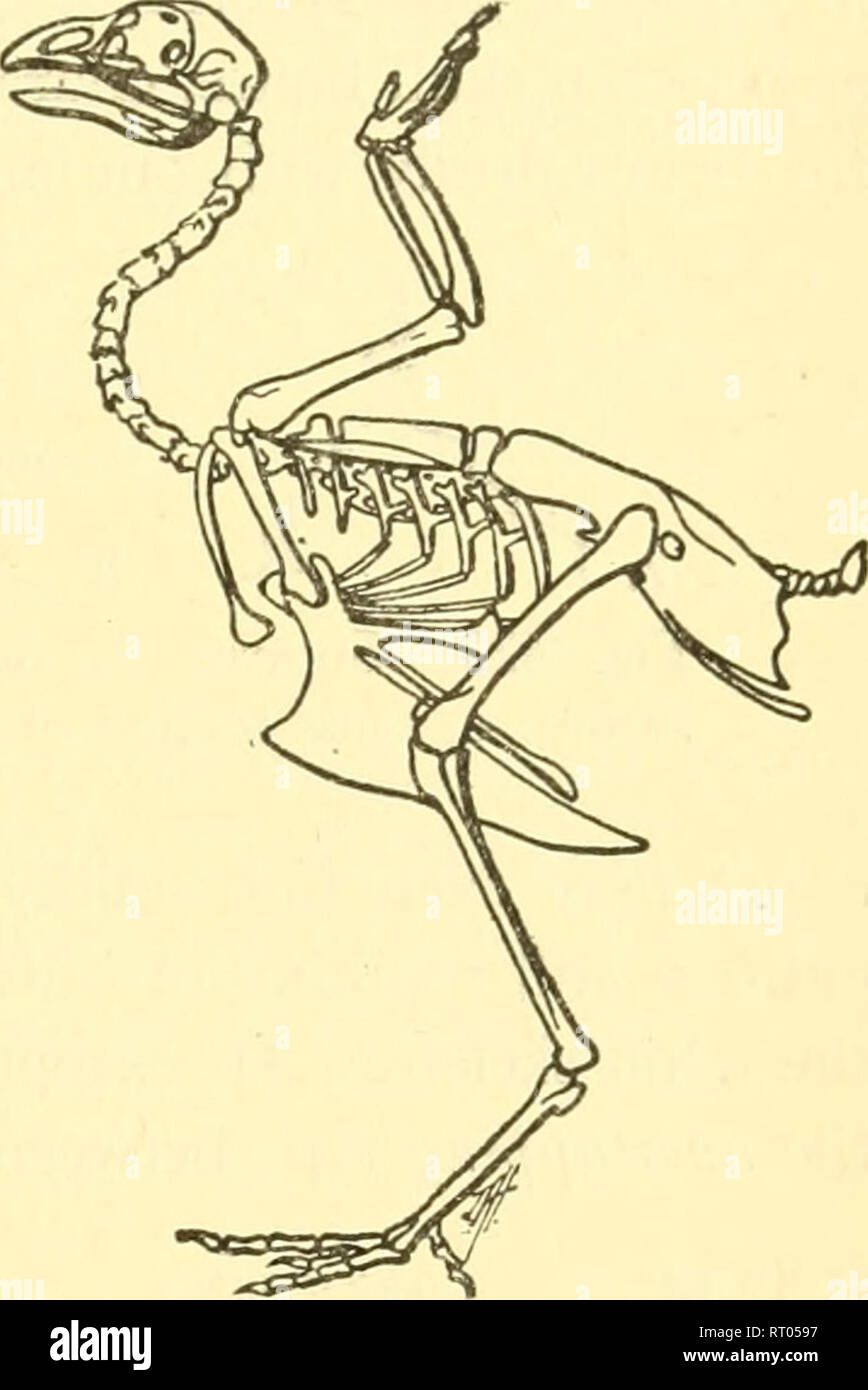 Flying Bird Skeleton