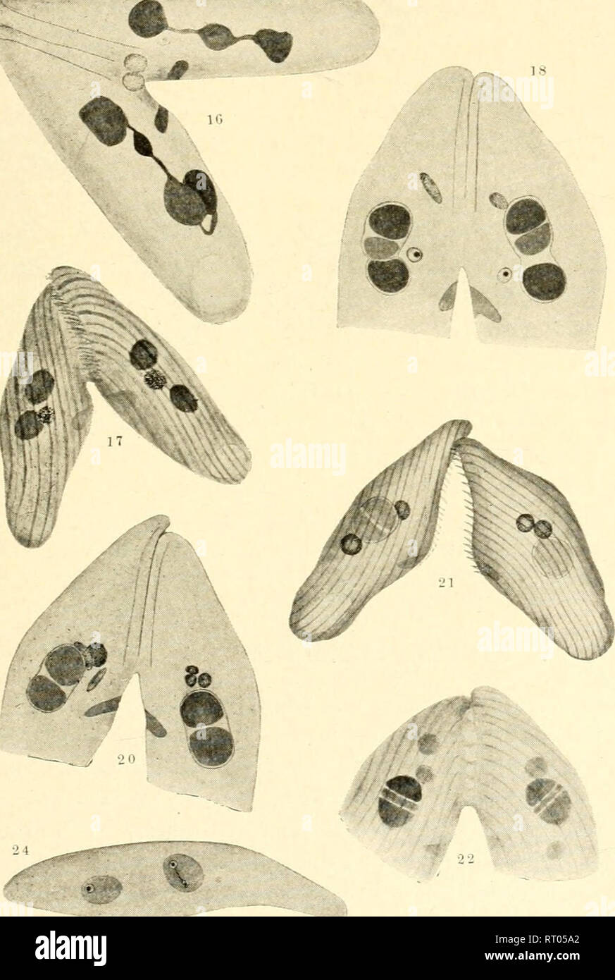 Blepharisma undulans hi-res stock photography and images - Alamy