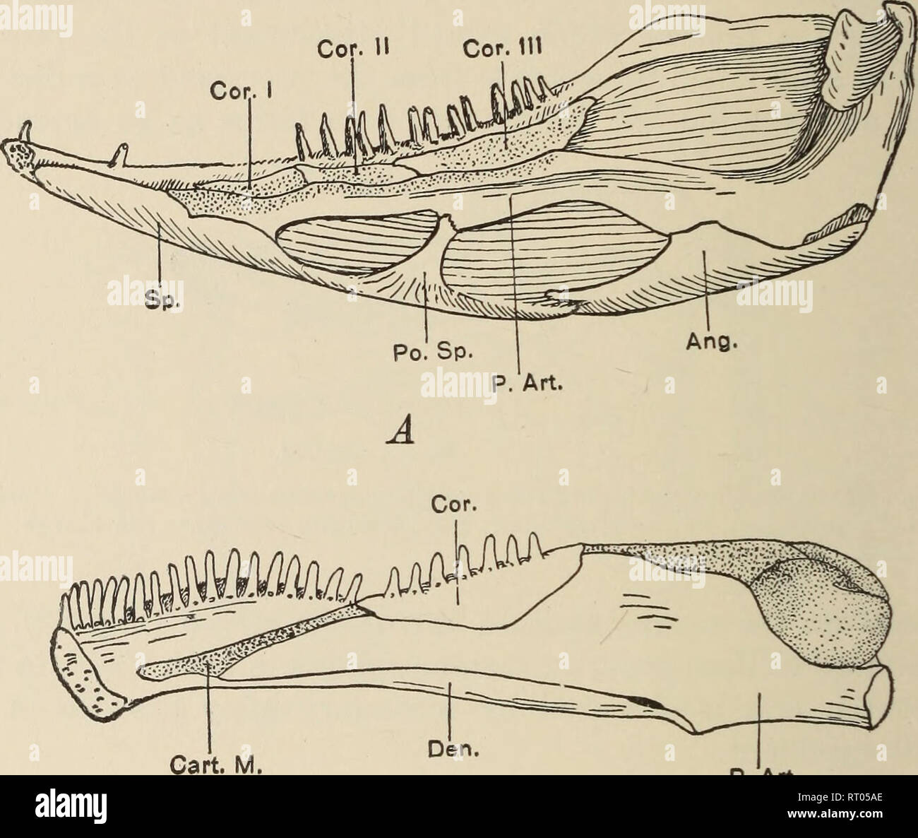 . The biology of the amphibia. Amphibians. 220 THE BIOLOGY OF THE ...