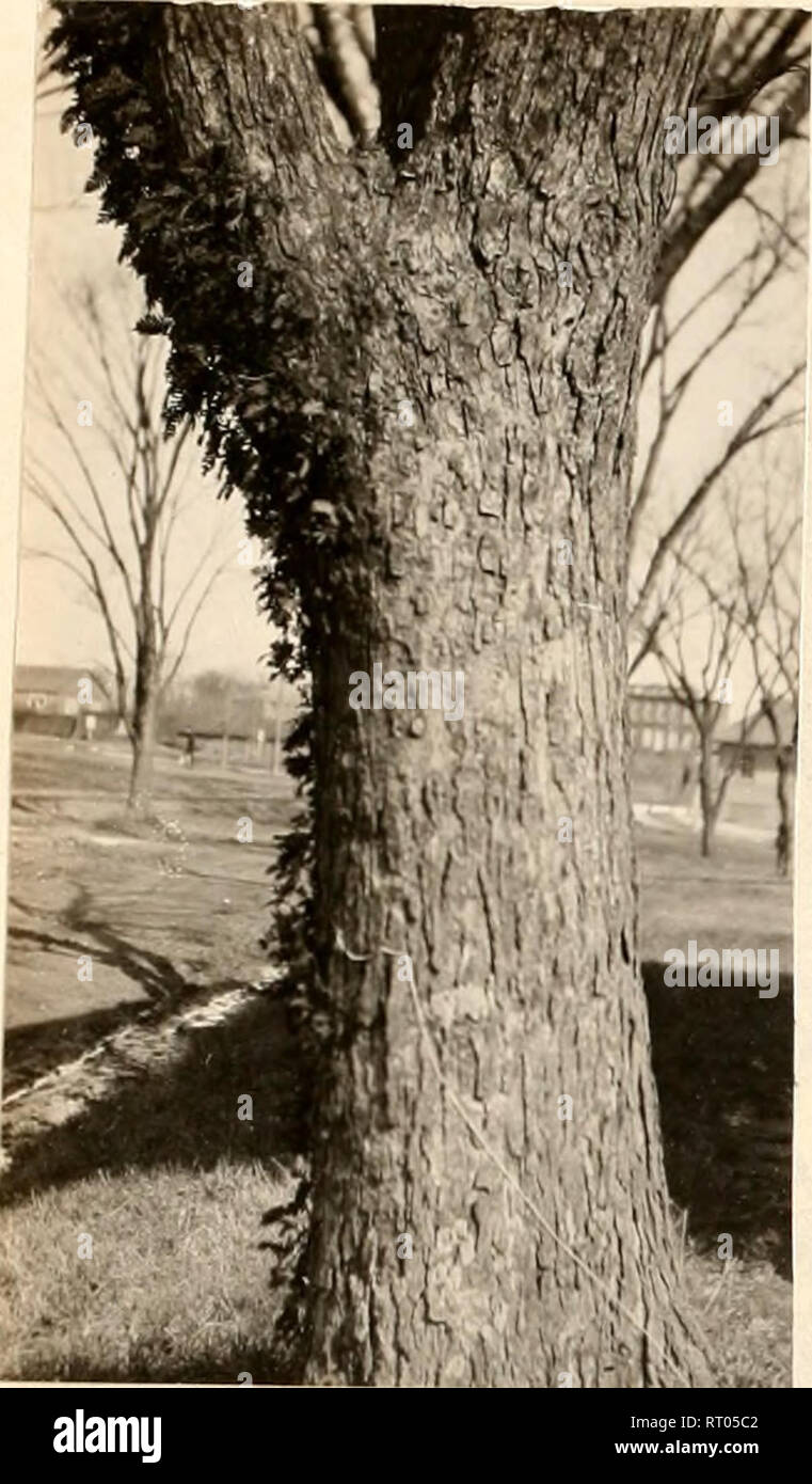 Pleurococcus sp hi-res stock photography and images - Alamy