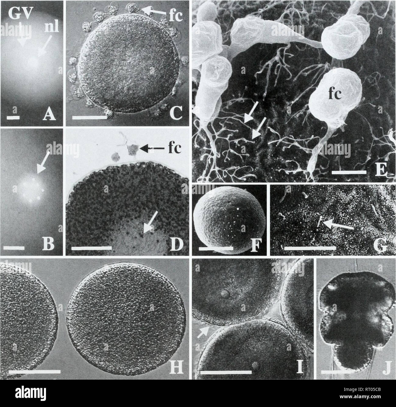 . The Biological bulletin. Biology; Zoology; Biology; Marine Biology ...