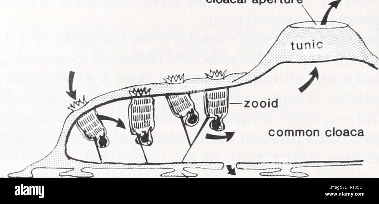 . The Biological bulletin. Biology; Zoology; Biology; Marine Biology ...