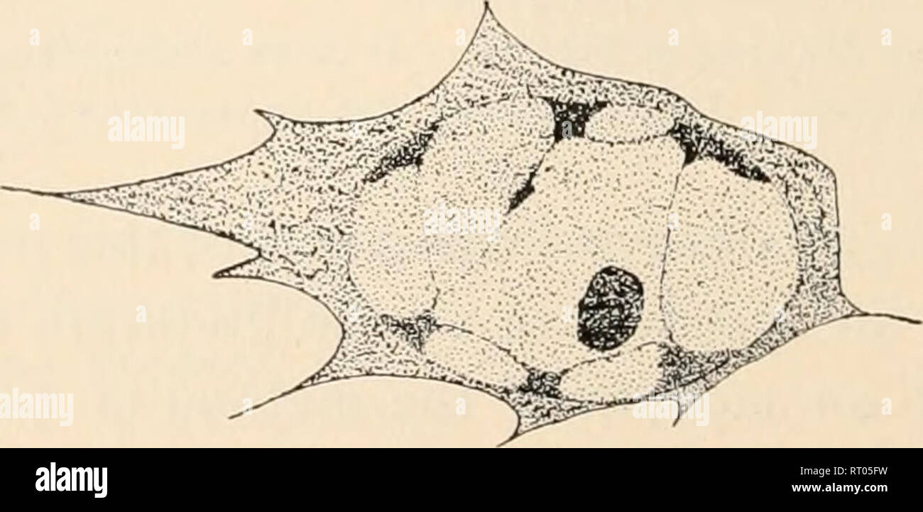 Parenchyma Cells High Resolution Stock Photography and Images - Alamy