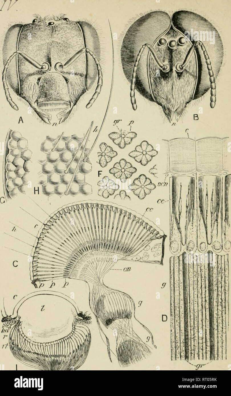 Vertex (anatomy) hi-res stock photography and images - Alamy