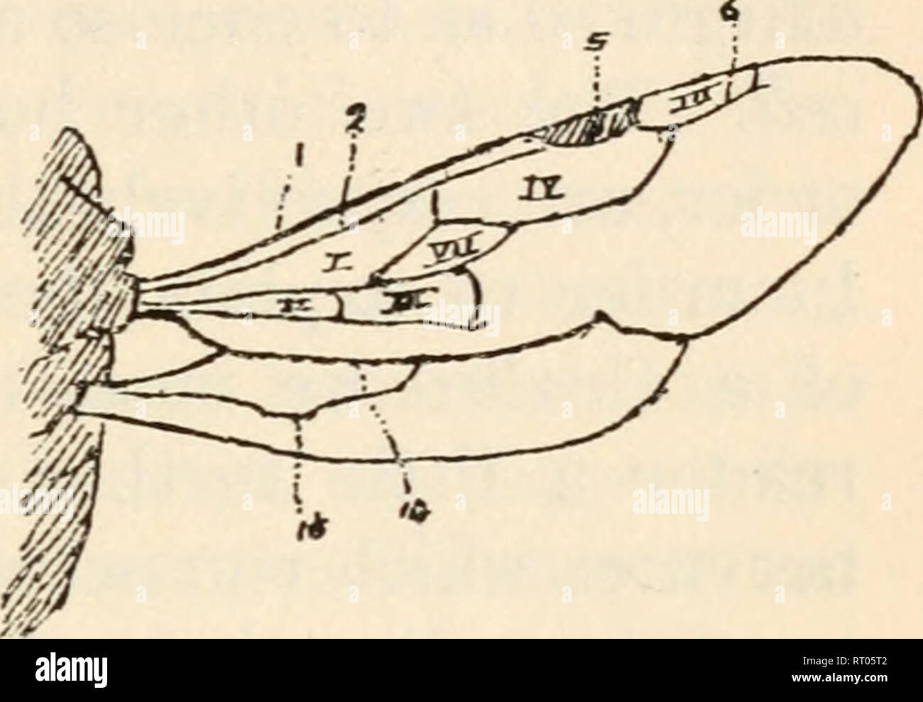 . Bees and wasps. Bees; Wasps. Fig. 4, On left, wings of i ment of ...