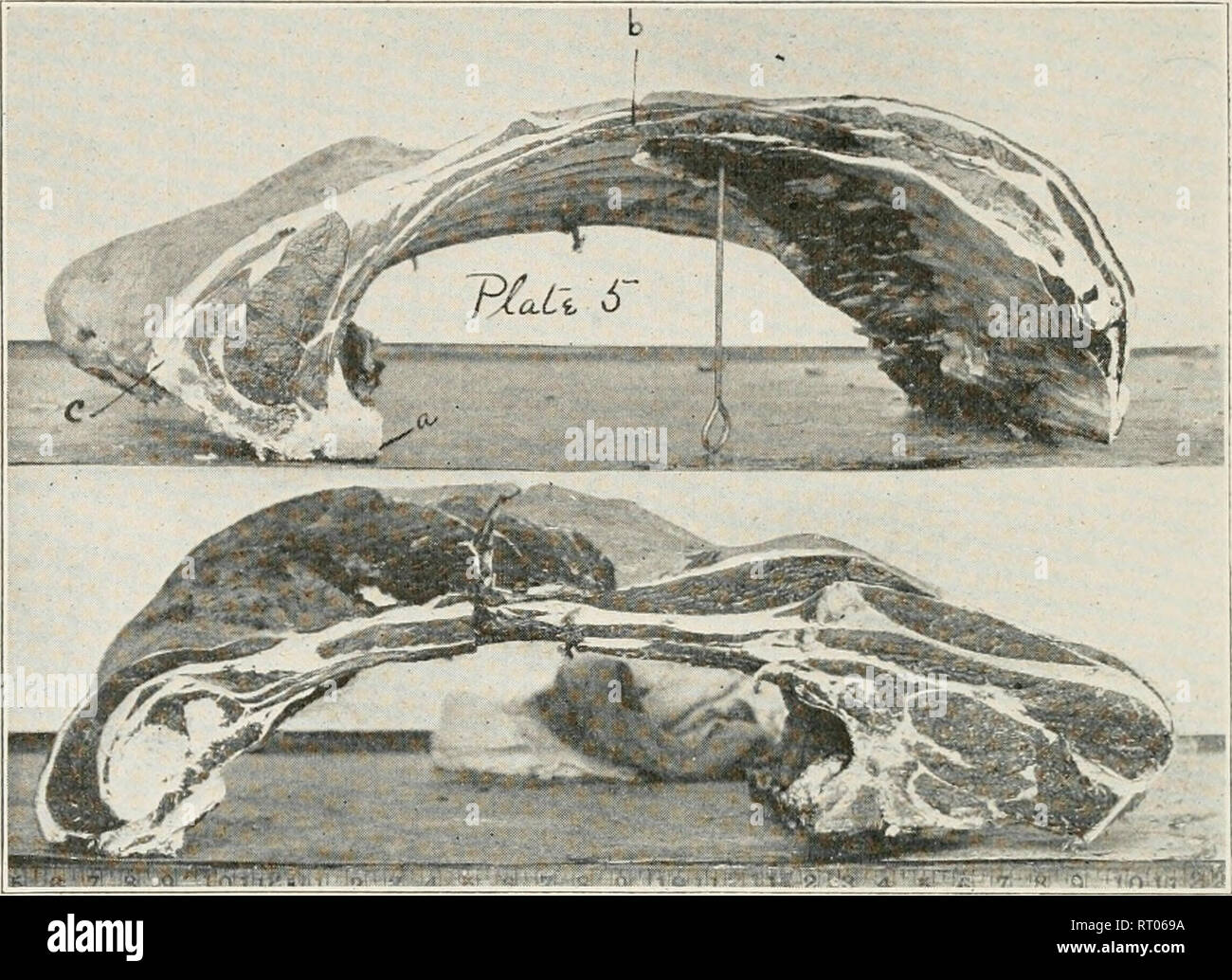 Hindquarter cuts hi-res stock photography and images - Alamy