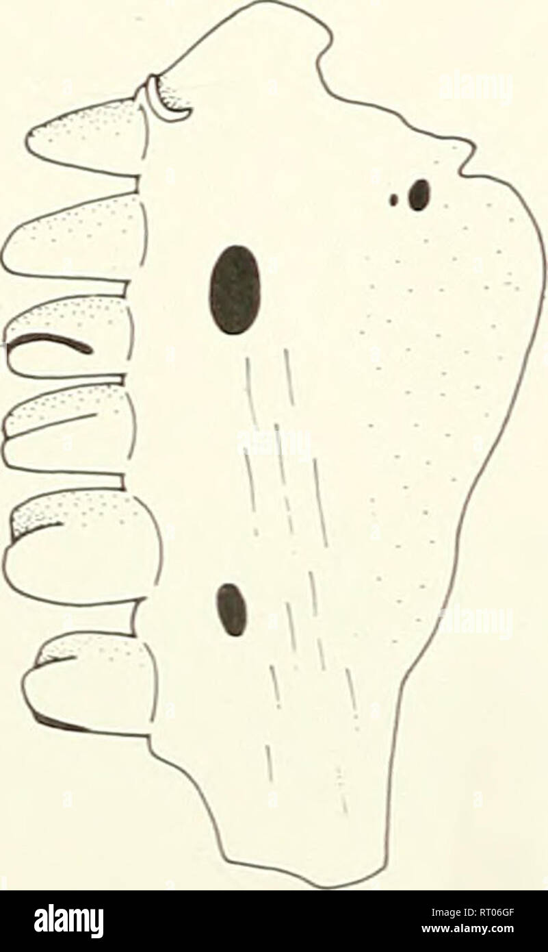 . Annals of the South African Museum = Annale van die Suid-Afrikaanse ...