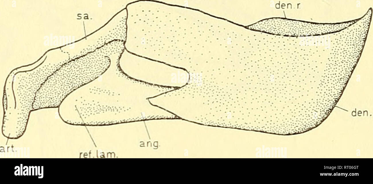 Dicynodonts High Resolution Stock Photography and Images - Alamy