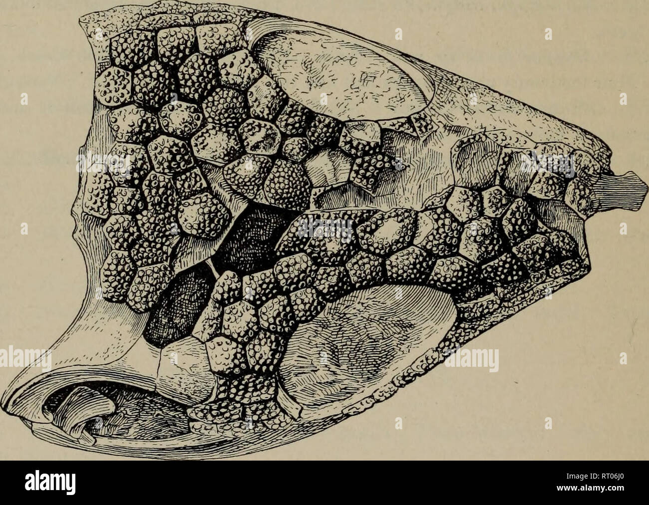 Limb fossils hi-res stock photography and images - Alamy
