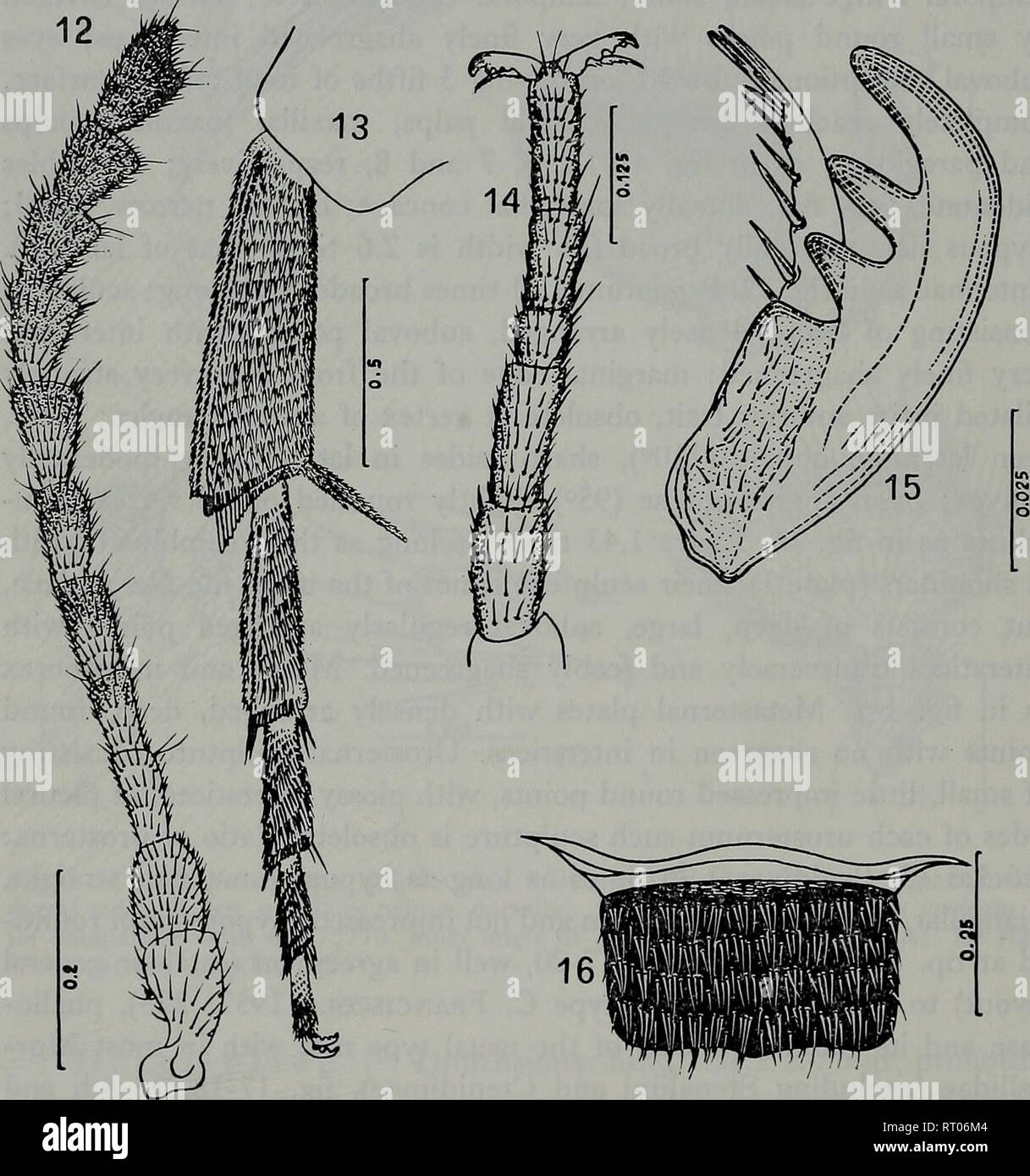 Tibial spurs hi-res stock photography and images - Alamy