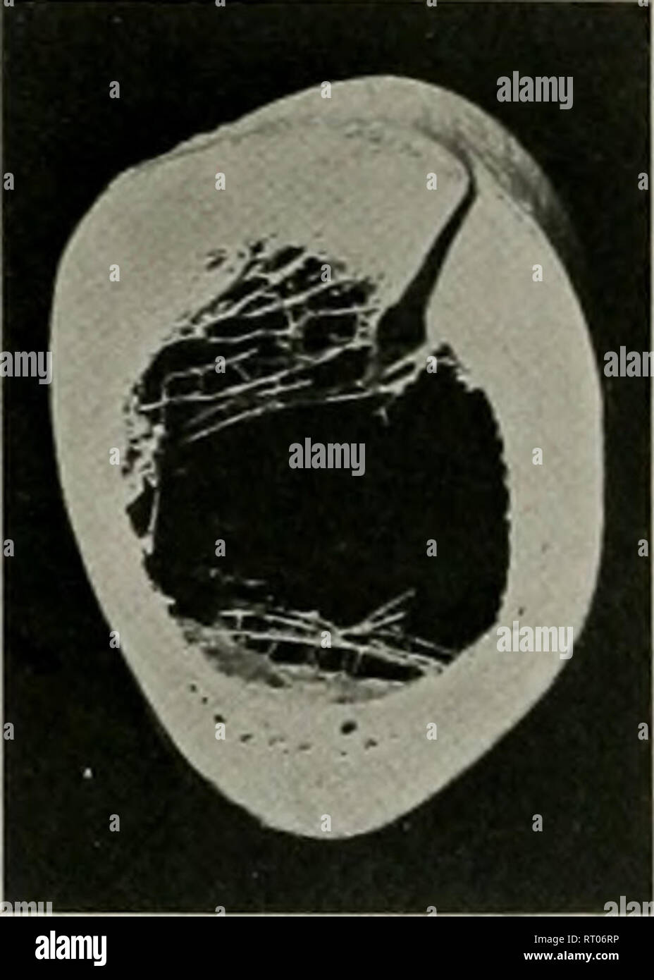 . The anatomy of the domestic animals. Veterinary anatomy. Pig. 3 ...