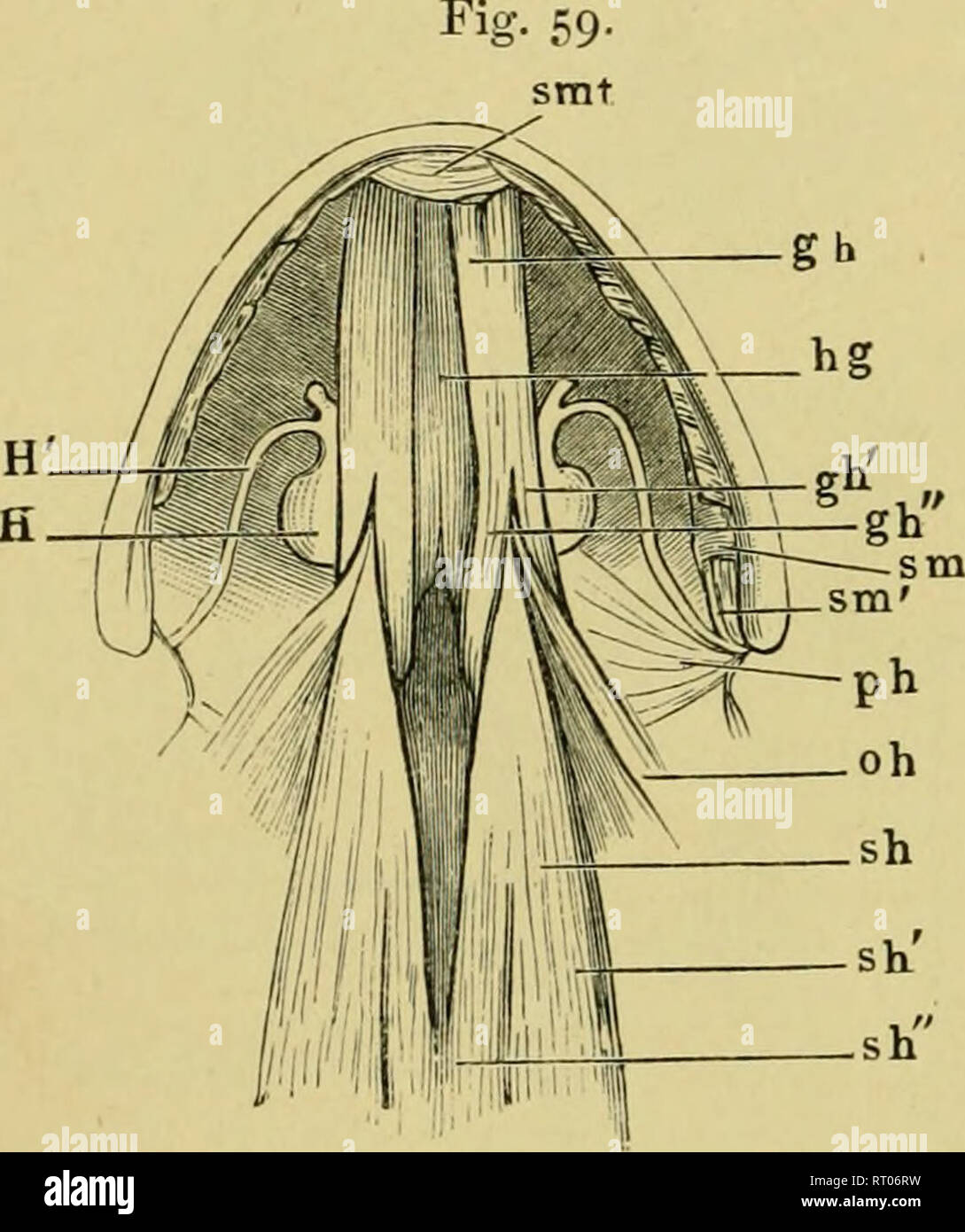 . The anatomy of the frog. Frogs -- Anatomy; Amphibians -- Anatomy. 64 ...