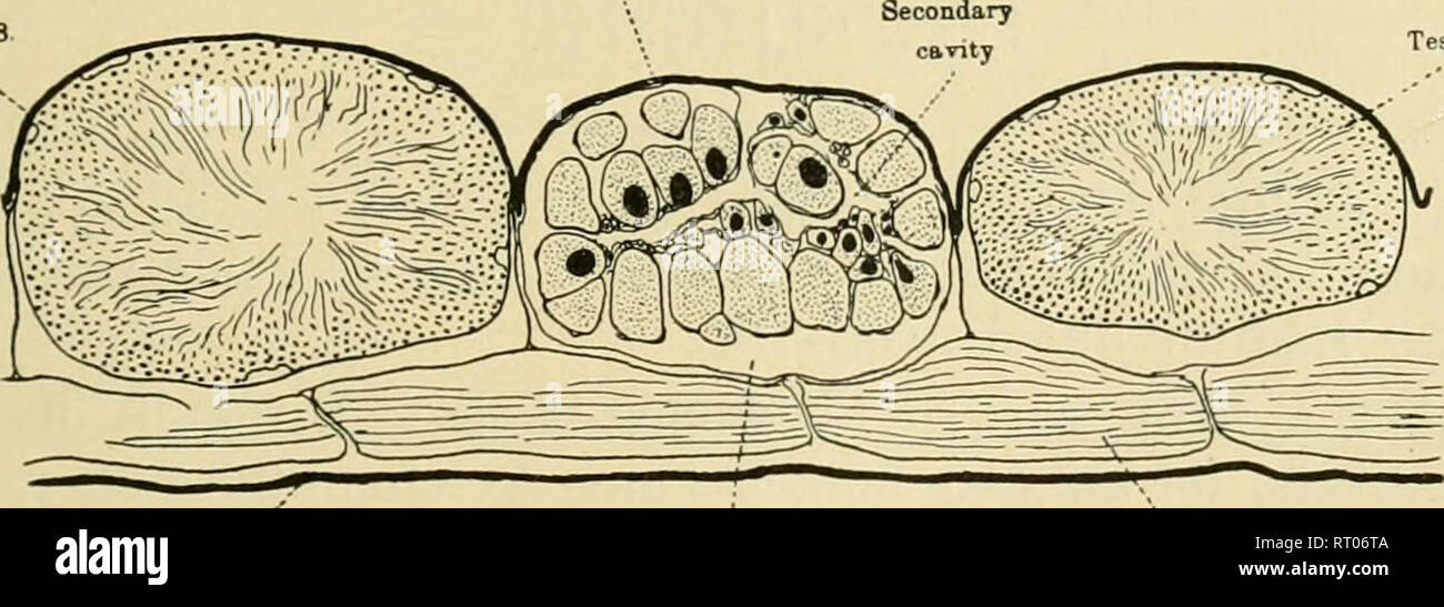 . Anatomischer Anzeiger. Anatomy, Comparative; Anatomy, Comparative ...