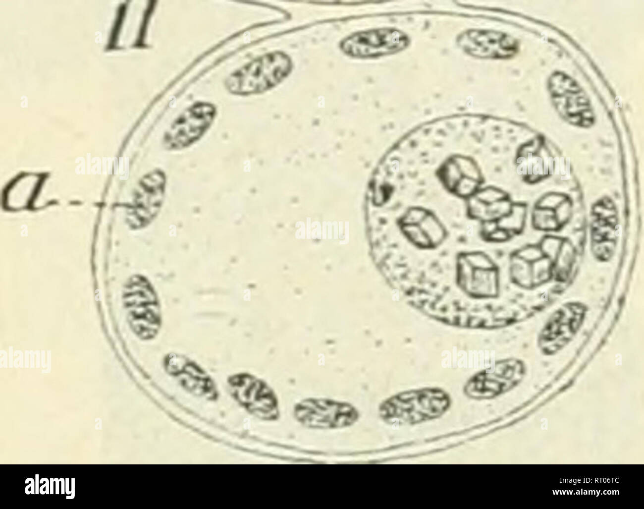 Cellules adultes hi-res stock photography and images - Alamy