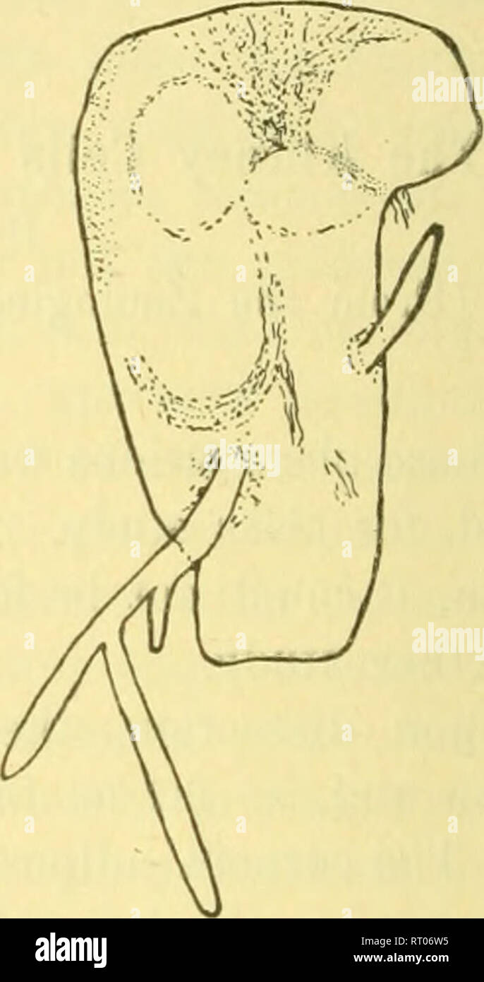 frog anatomy coloring