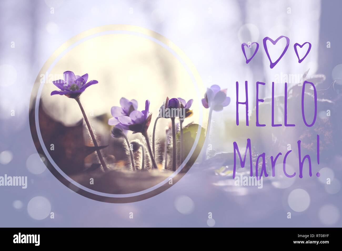 Banner hello march. Greetings of spring. We are waiting for spring ...