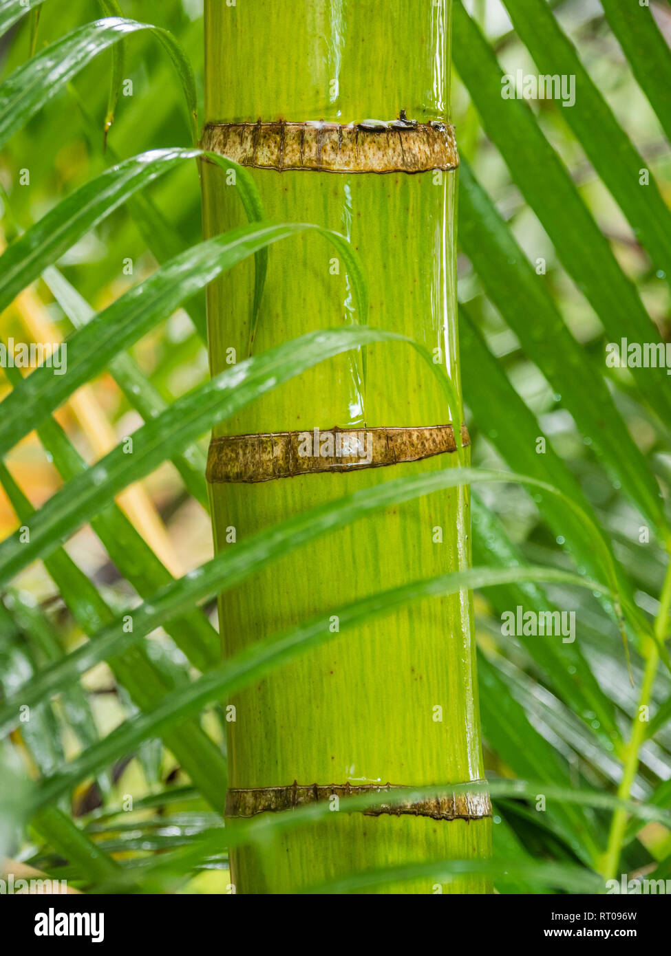 Bamboo bambusa vulgaris hi-res stock photography and images - Alamy