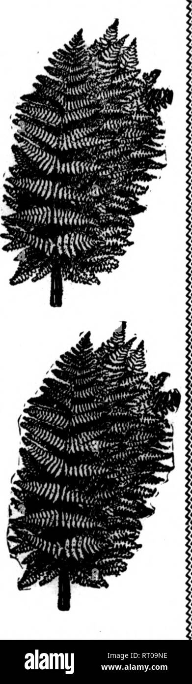 Ftni hi-res stock photography and images - Alamy