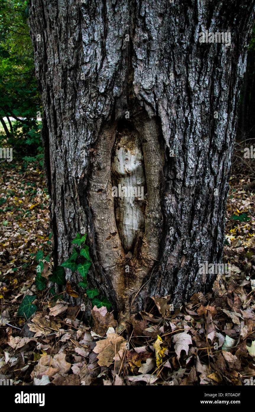 Around tree trunk hi-res stock photography and images - Alamy