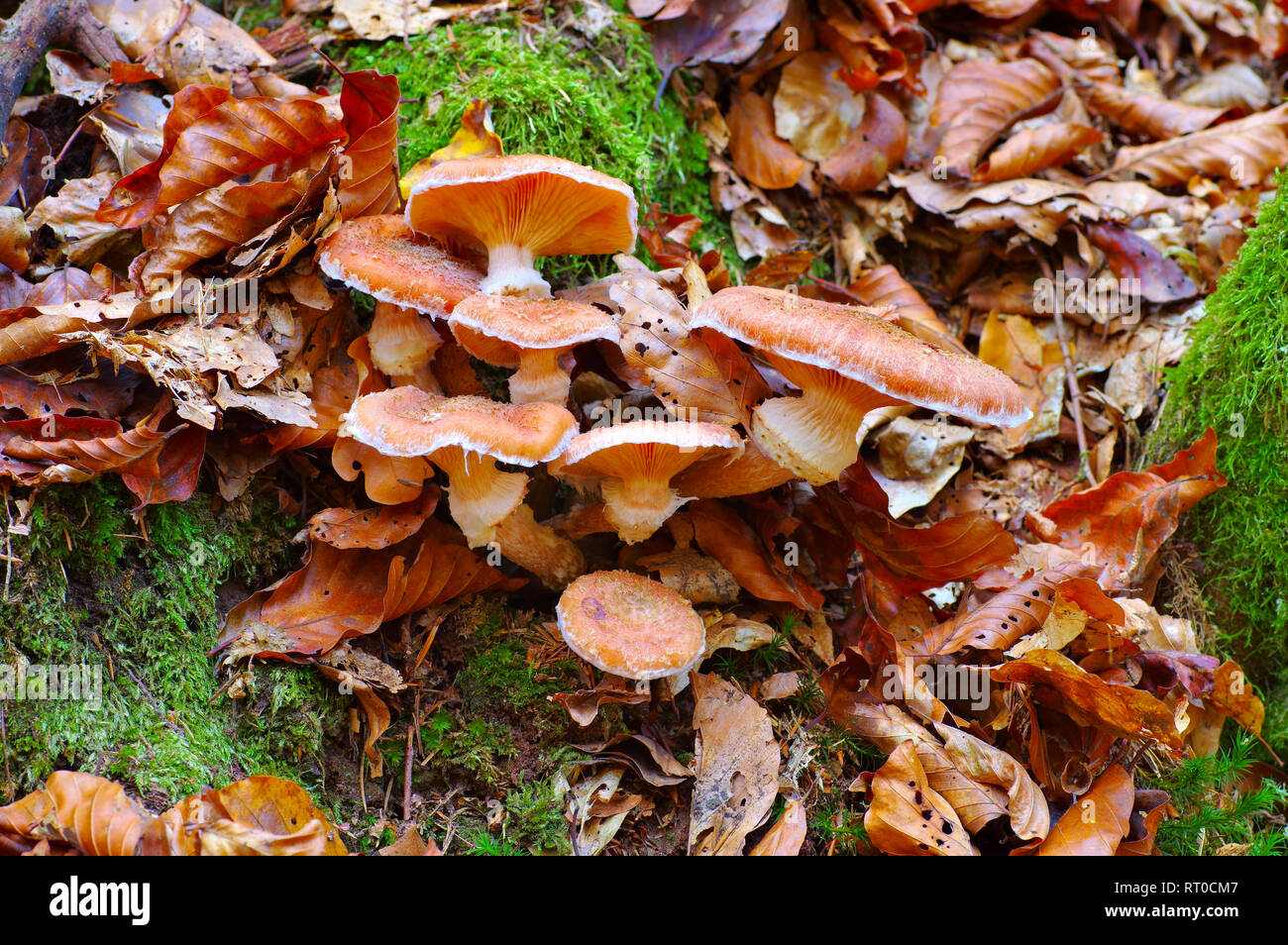 Armillaria ostoyae forest hi-res stock photography and images - Alamy