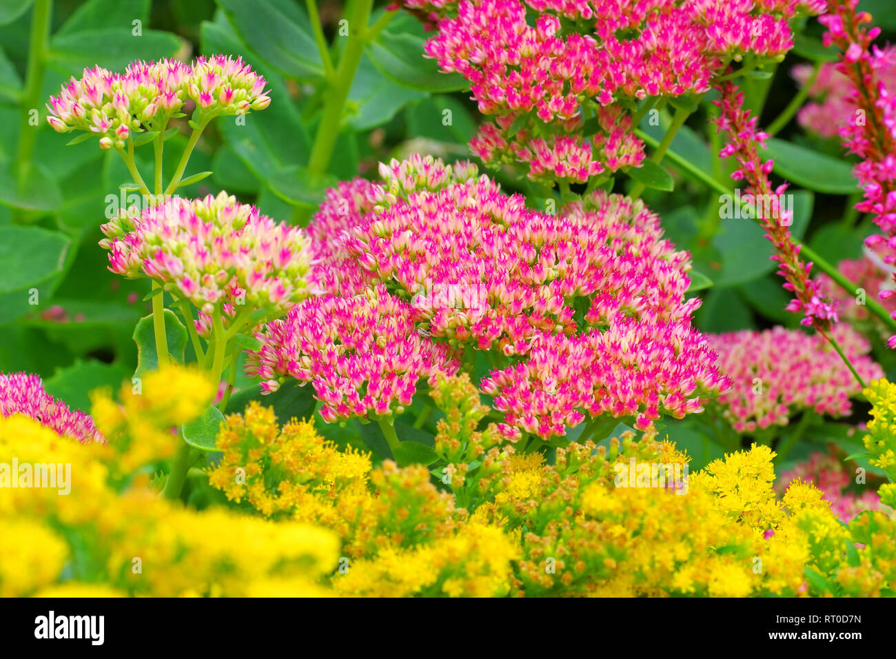 Live forever flower hi-res stock photography and images - Alamy