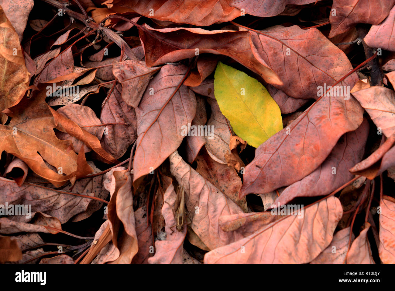 Floor backdrop hi-res stock photography and images - Alamy