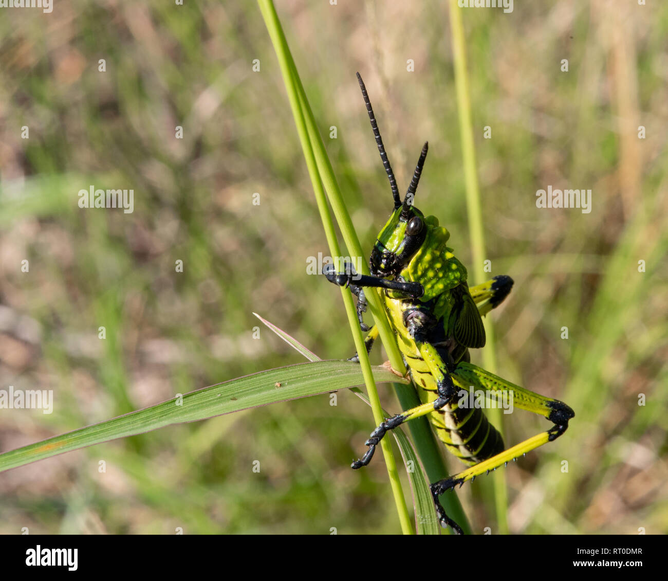 Milkweed and grasshopper hi-res stock photography and images - Alamy