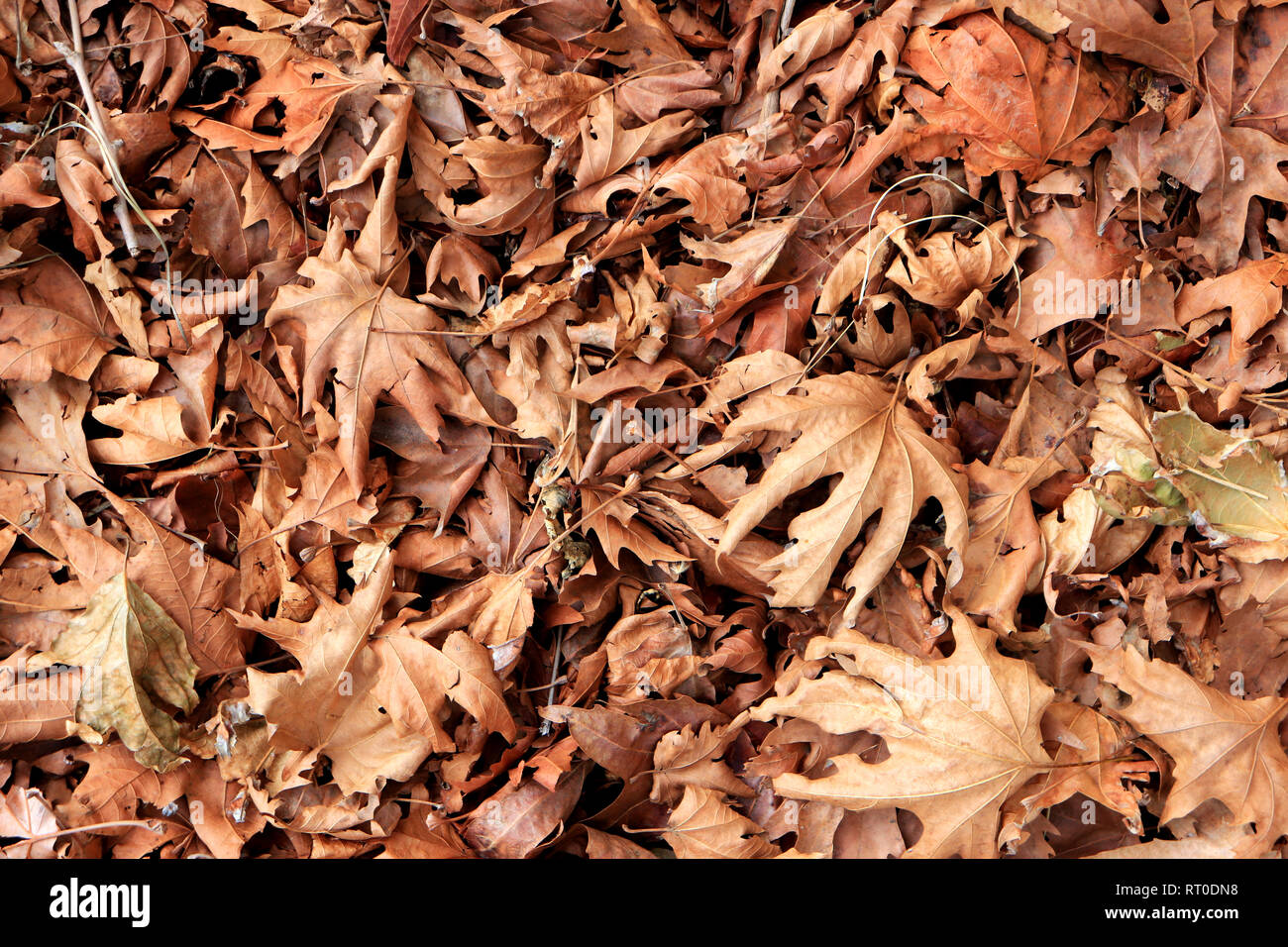 Dry leaves texture. Droughty background. Dried forest floor backdrop ...