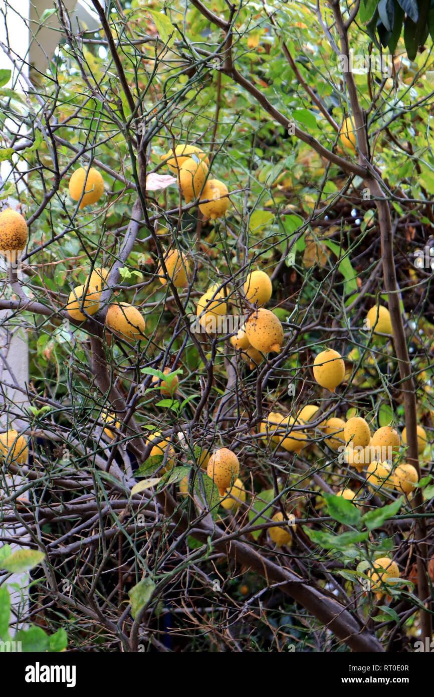 Lemon tree with fallen leaves Stock Photo - Alamy
