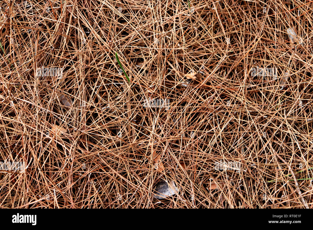 Brown dried fir needles background. Dry pine needles texture. Forest ...