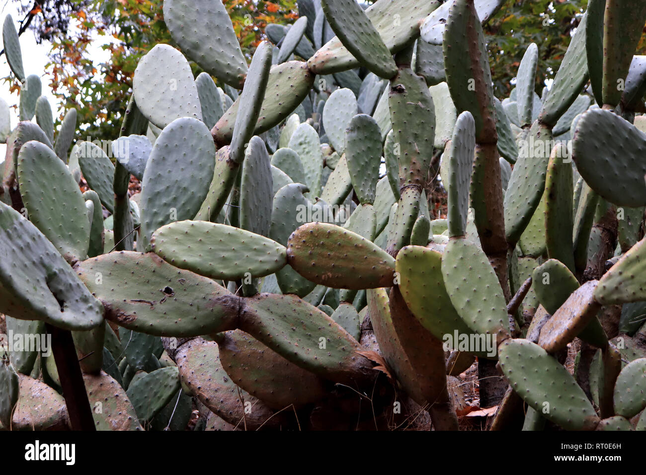 Cacti texture hi-res stock photography and images - Alamy