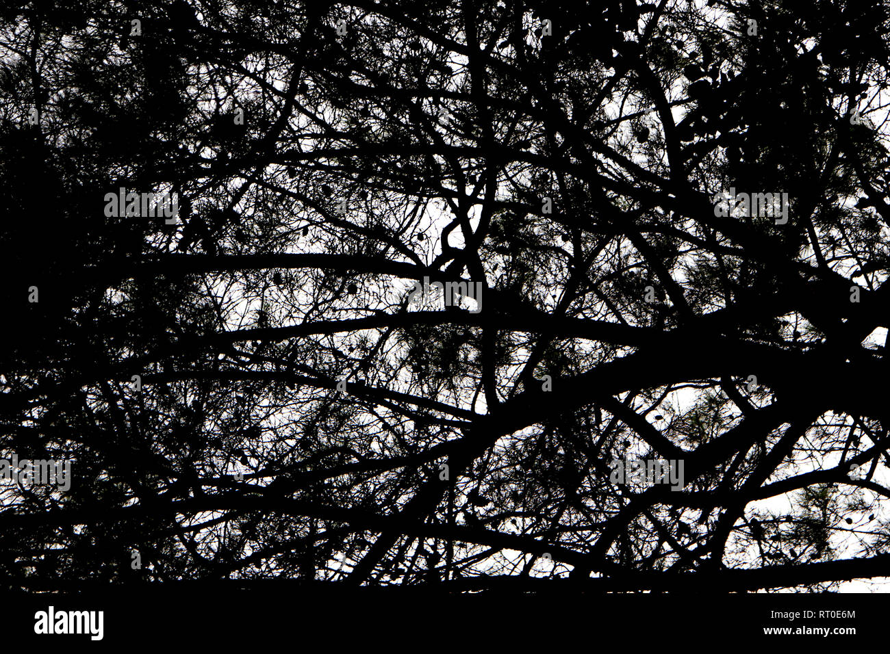 Multiple branches hi-res stock photography and images - Alamy