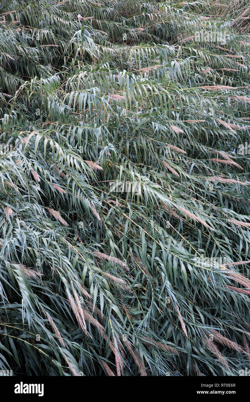 Reed background hi-res stock photography and images - Alamy