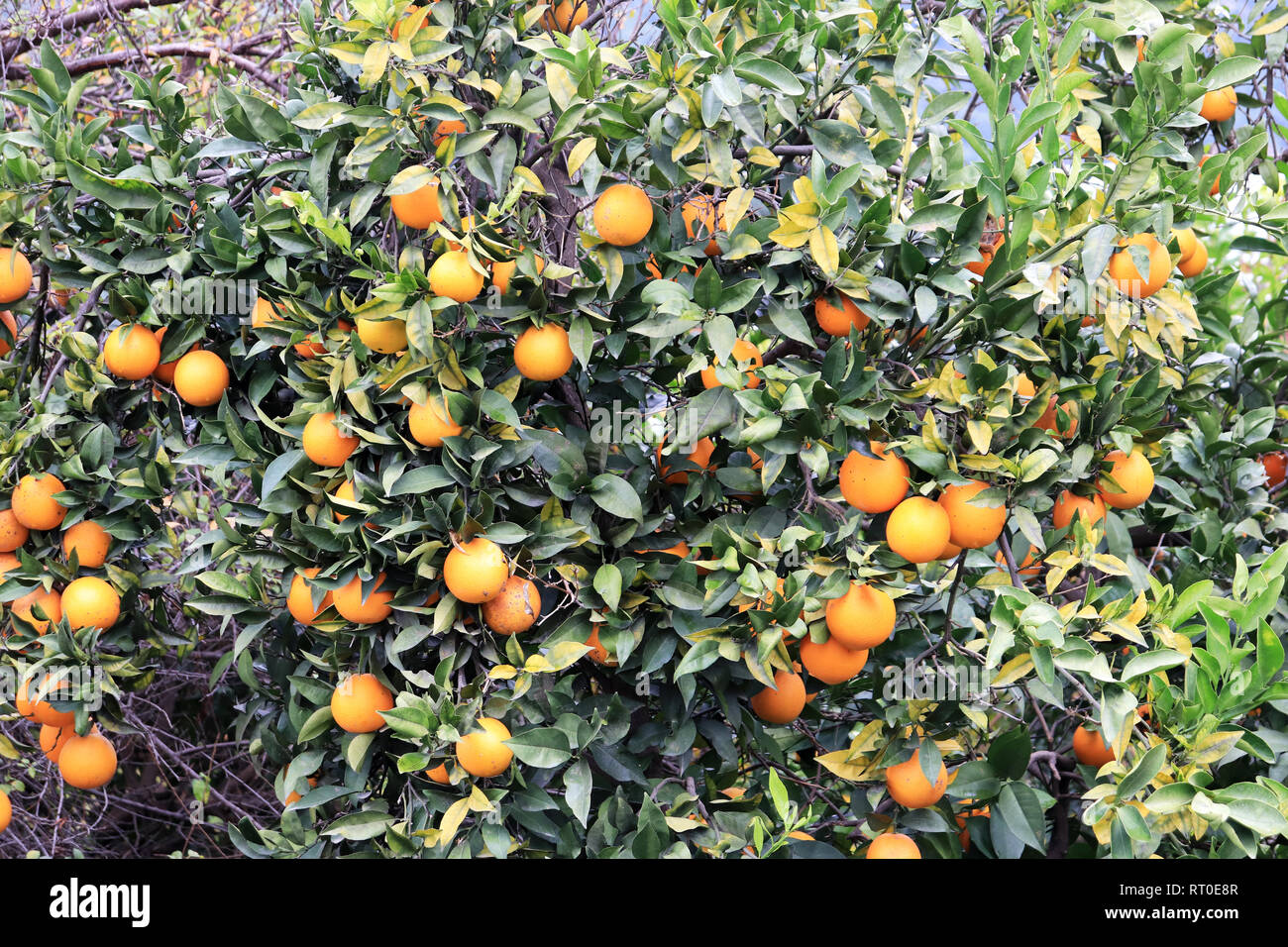 Citrus wood background. Orange tree texture Stock Photo - Alamy