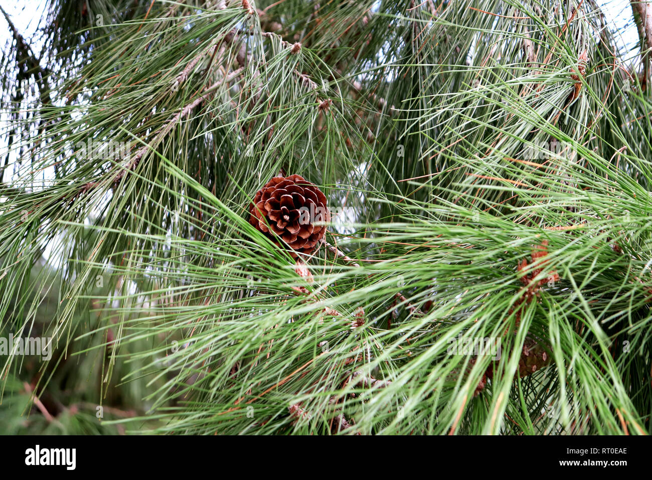 Long pine needles hi-res stock photography and images - Alamy