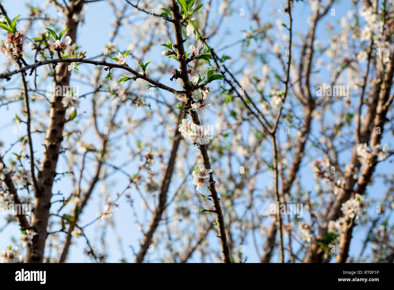 Almond tree blossom in spring time of February and march. Almonds for ...