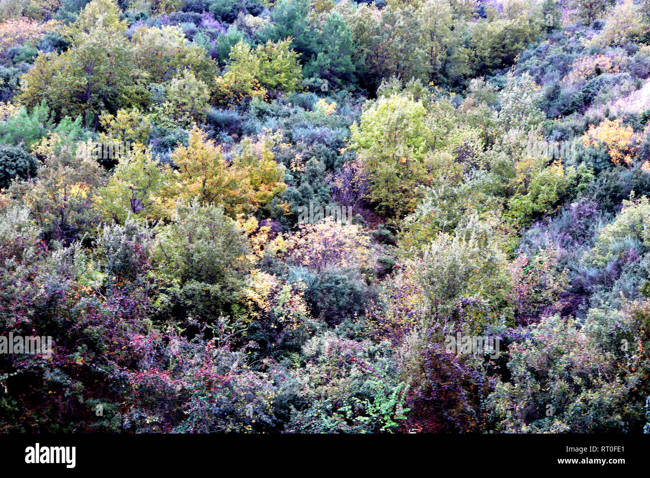 Mountain side forest background Stock Photo - Alamy