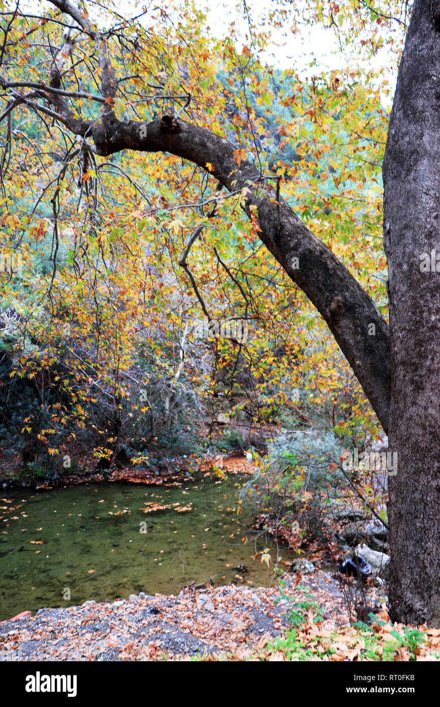 Tree hanging over a river hi-res stock photography and images - Alamy